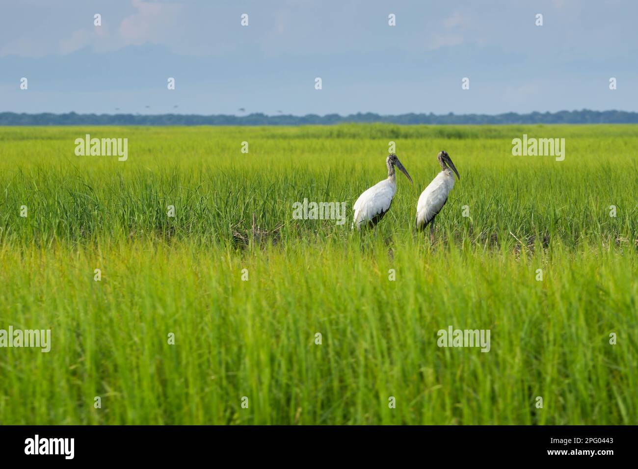 Wood storks in green marsh grass on the South Carolina coast Stock ...