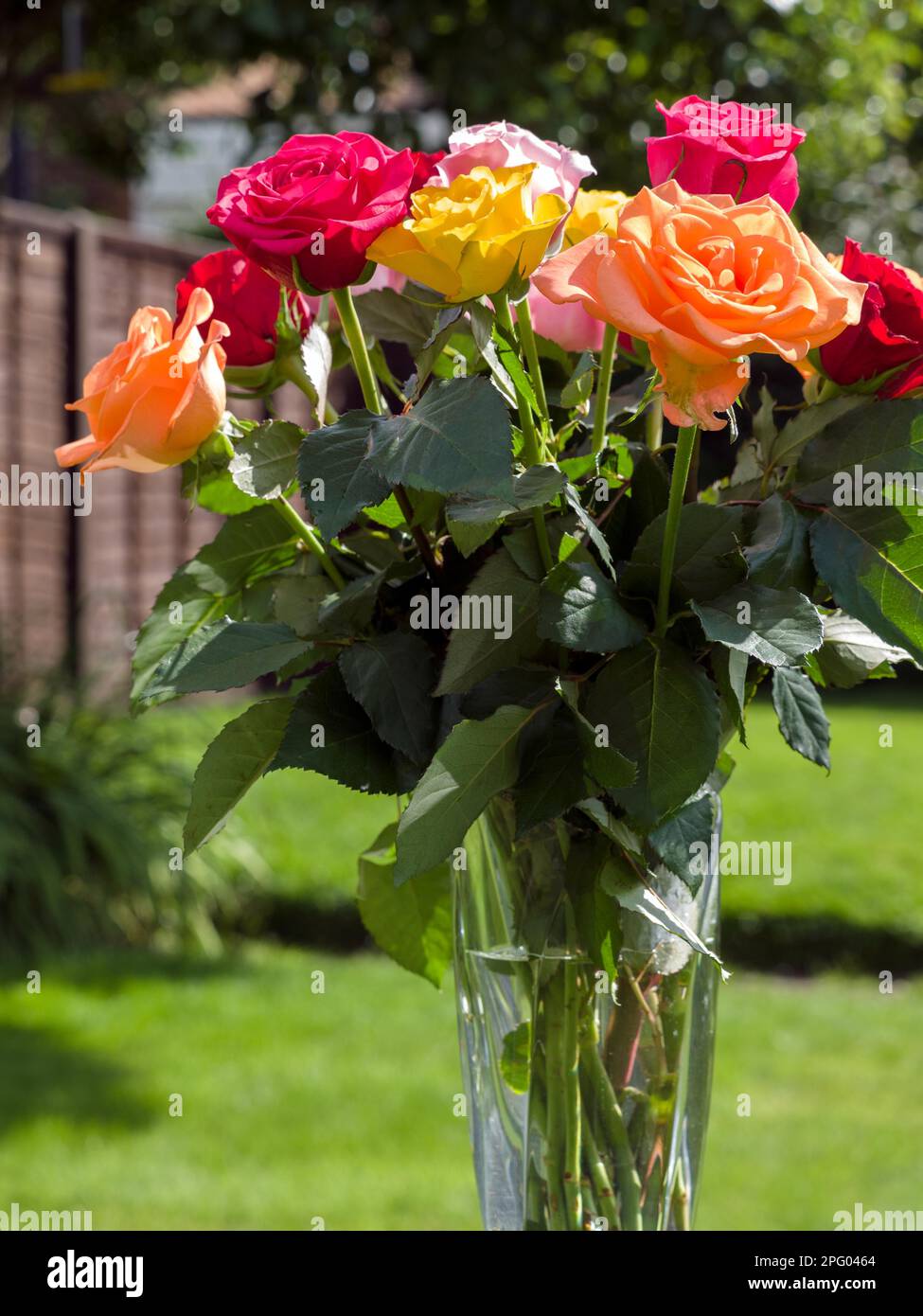 Different color roses hi-res stock photography and images - Alamy