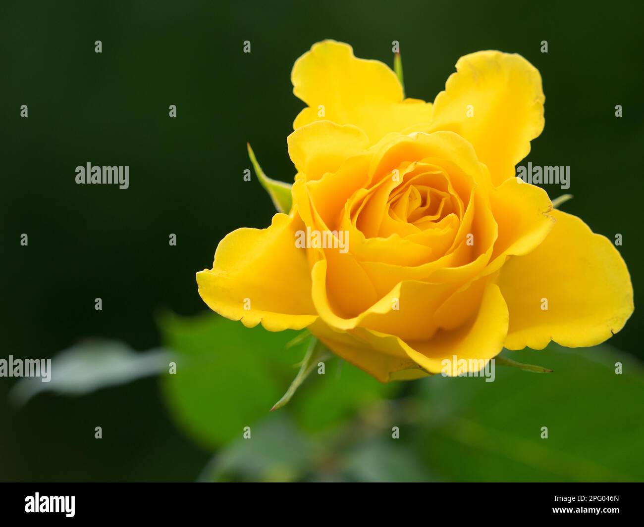 Hybrid t rose hi-res stock photography and images - Alamy