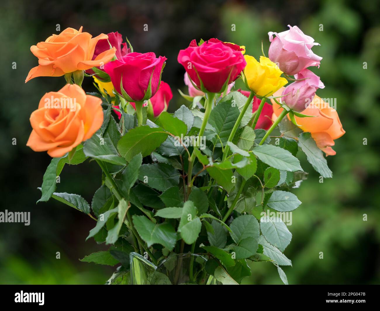 Different color roses hi-res stock photography and images - Alamy