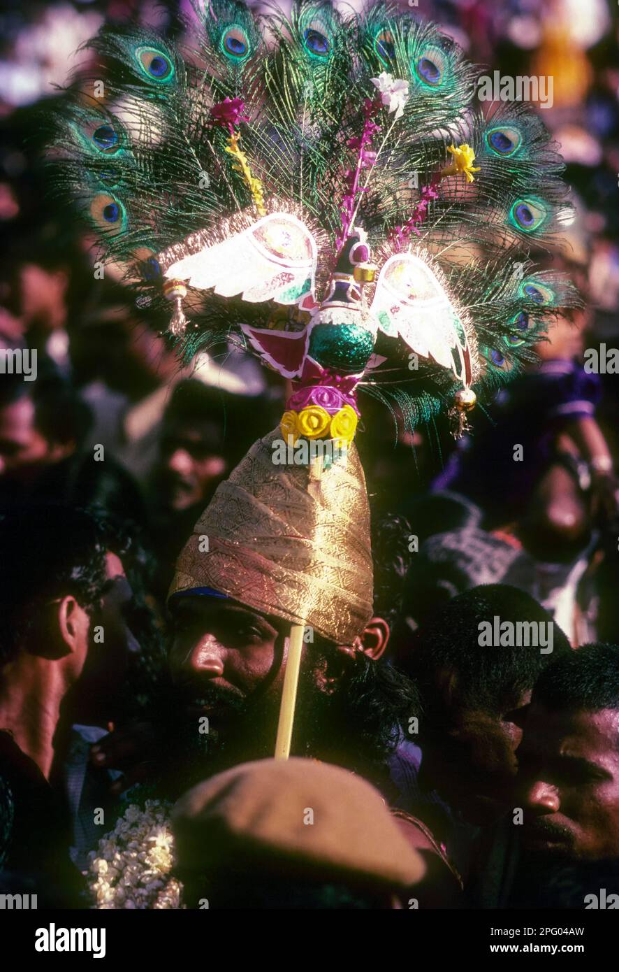 Donning Peacock feather in Chithirai or Chitra festival in Madurai ...