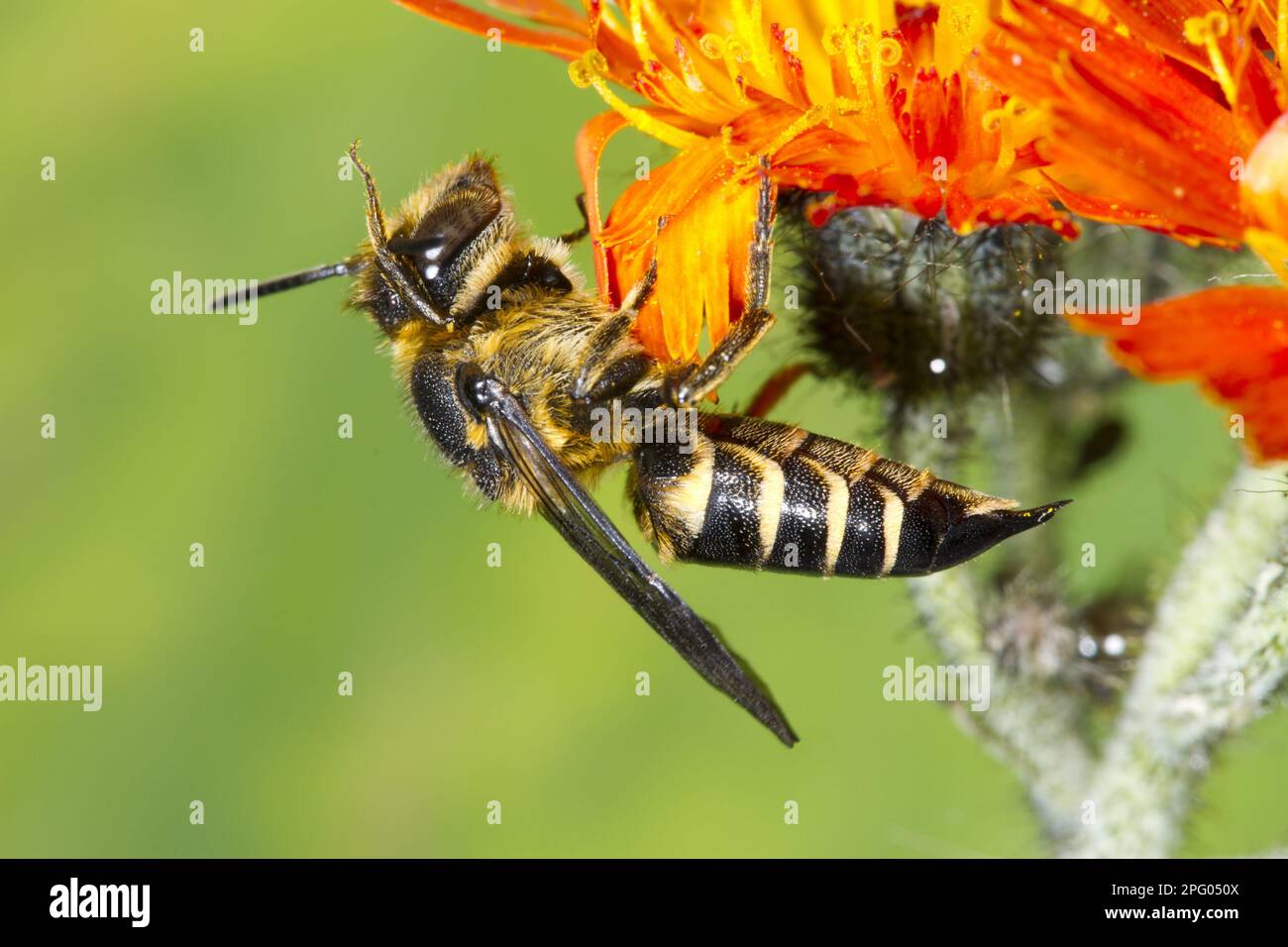 Iridescent sharp-tailed bee (Coelioxys inermis), adult female, on the ...
