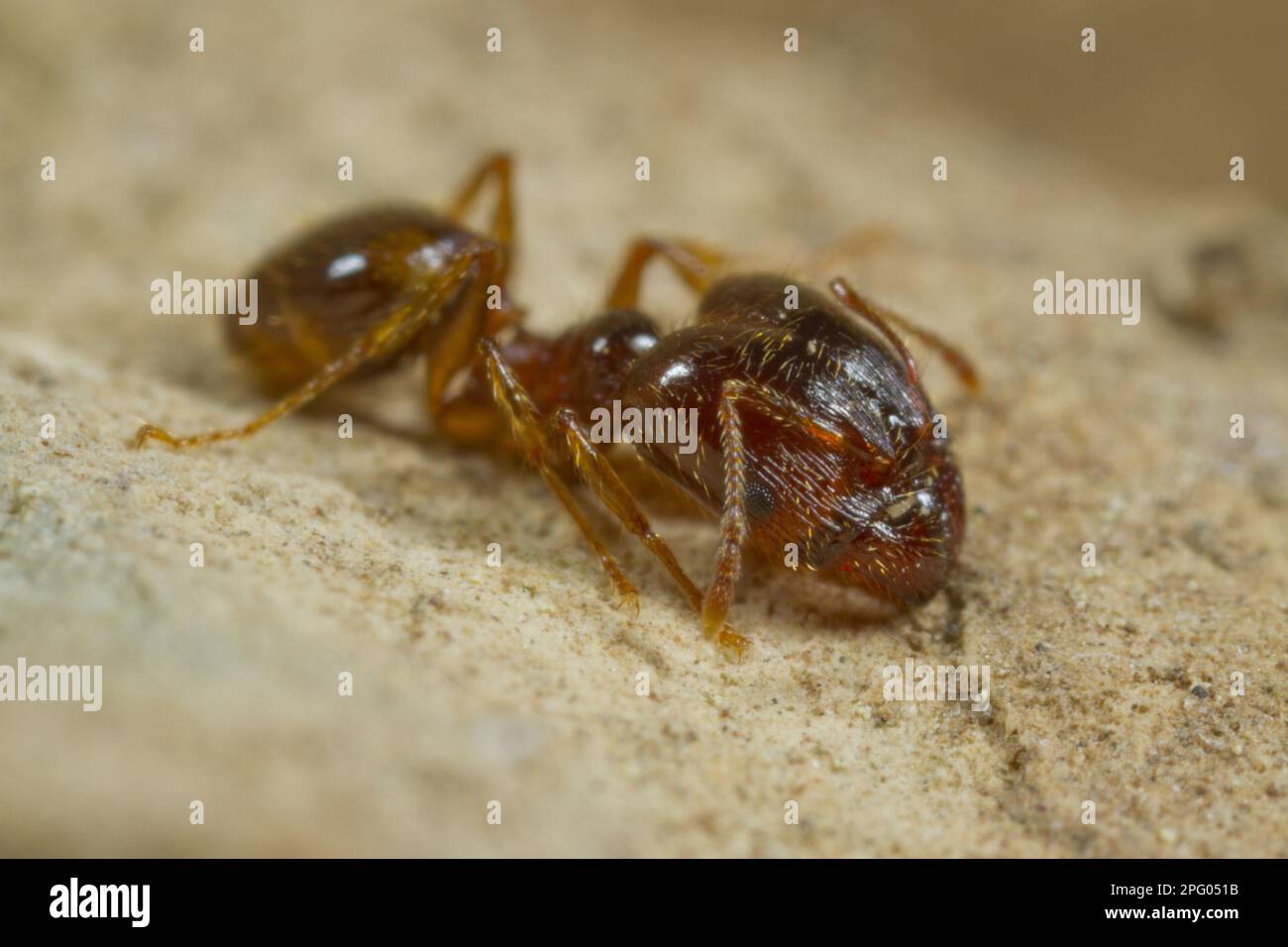 Mediterranean dimorphic ant (Pheidole pallidula) adult, large-headed ...