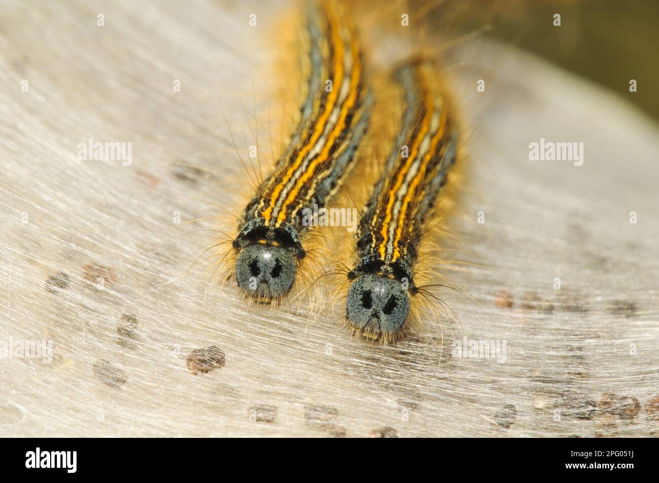 Lackey moth (Malacosoma neustria), Insects, Moths, Butterflies, Animals ...
