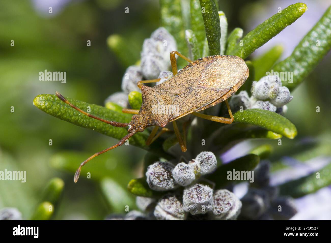 Box bug (Gonocerus acuteangulatus) adult, feeding on rosemary ...
