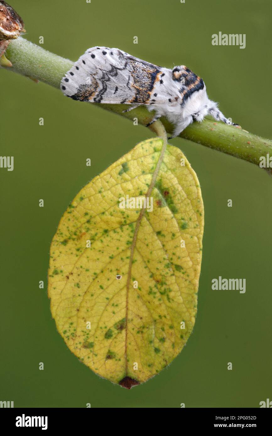 Adult sallow kitten moth (Furcula furcula), sleeping on a branch of ...