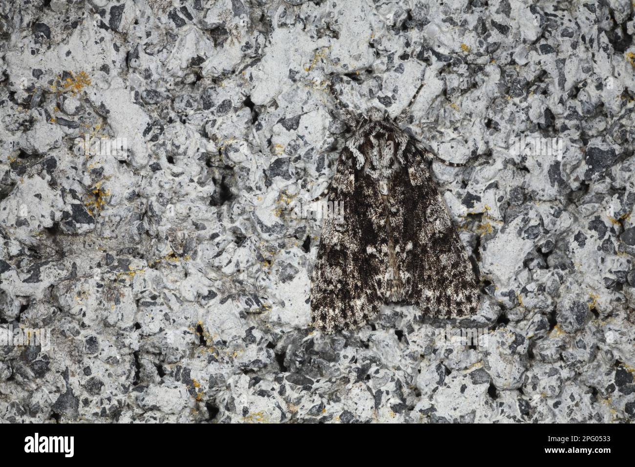 Dock Owl, knot grass (Acronicta rumicis), Dock Owls, Dock Owls, Insects ...