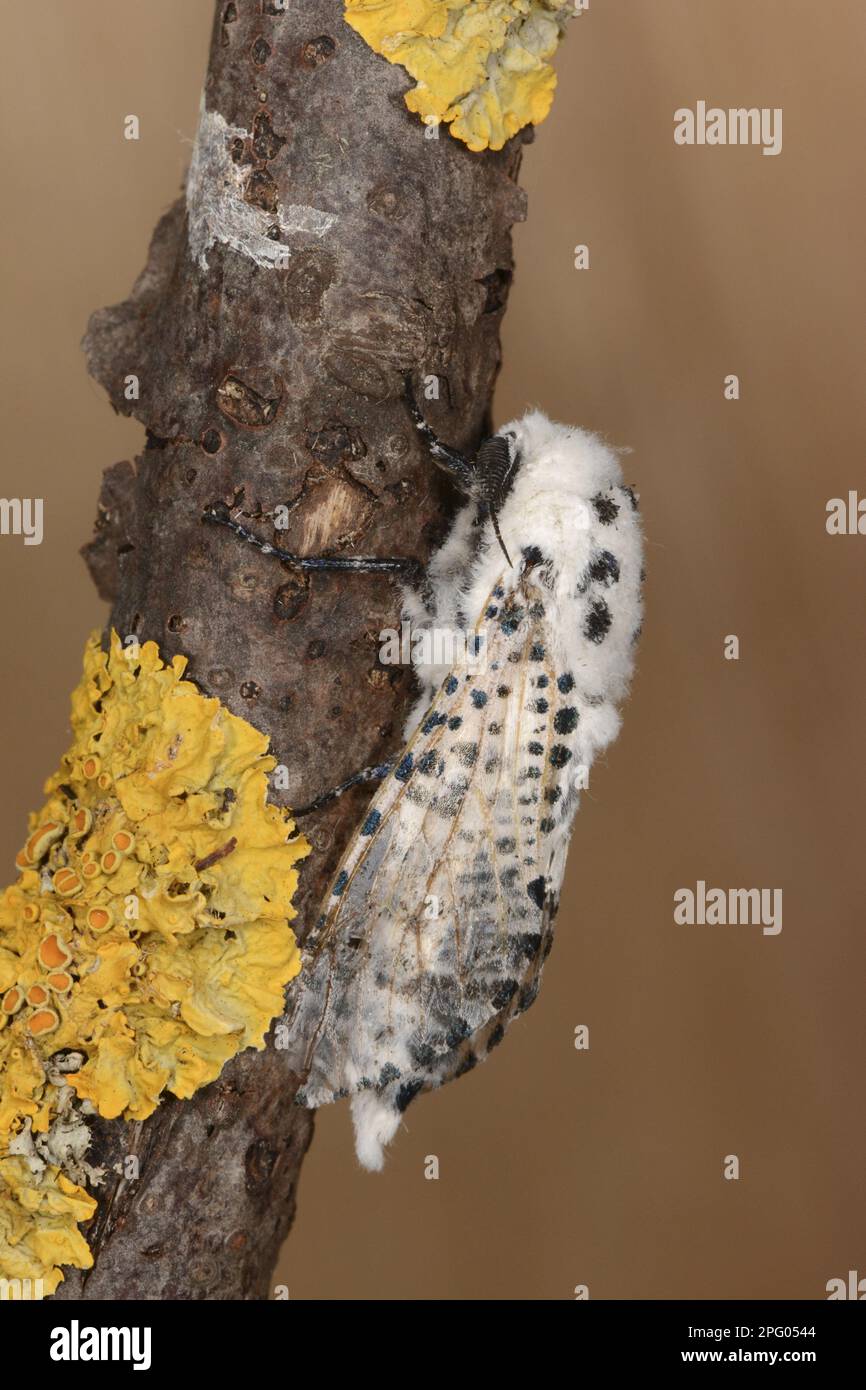 Blue sieve, leopard moth (Zeuzera pyrina), Insects, Moths, Butterflies ...