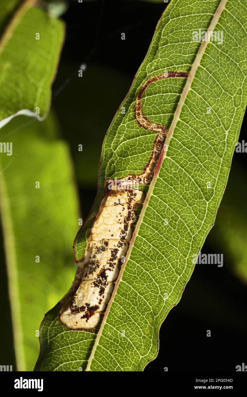 Leafminer moth (Mompha raschkiella) larval feeding tunnel in the leaf ...