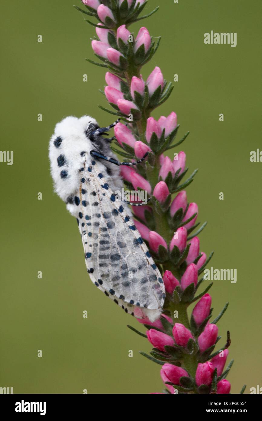 Blue sieve, leopard moth (Zeuzera pyrina), Insects, Moths, Butterflies ...