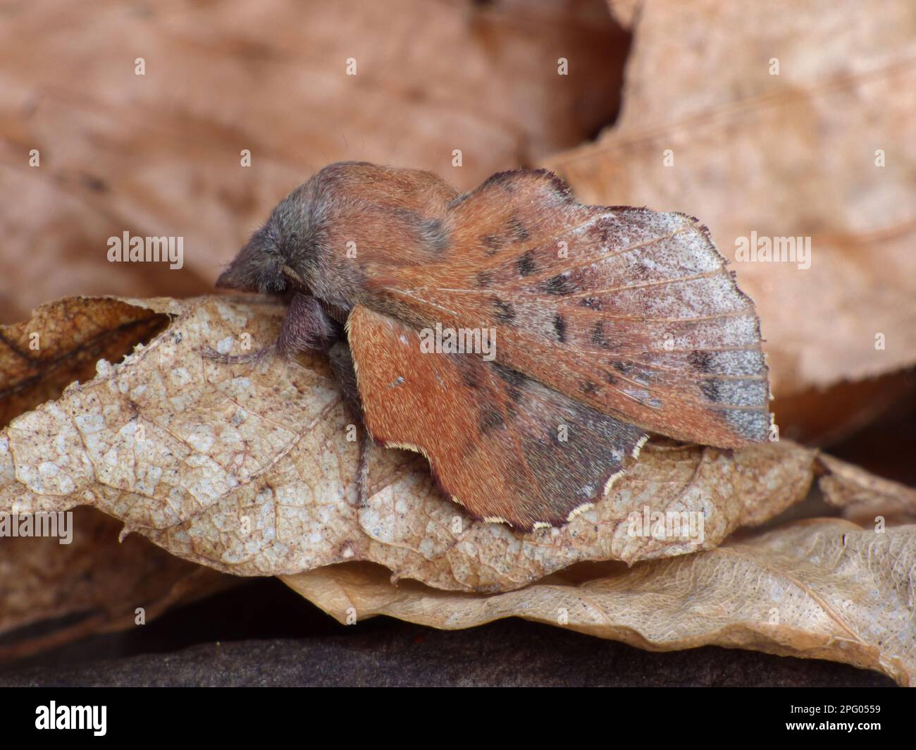 Epicnaptera ilicifolia, Willow Lappet, small lappet moth (Lasiocampidae ...