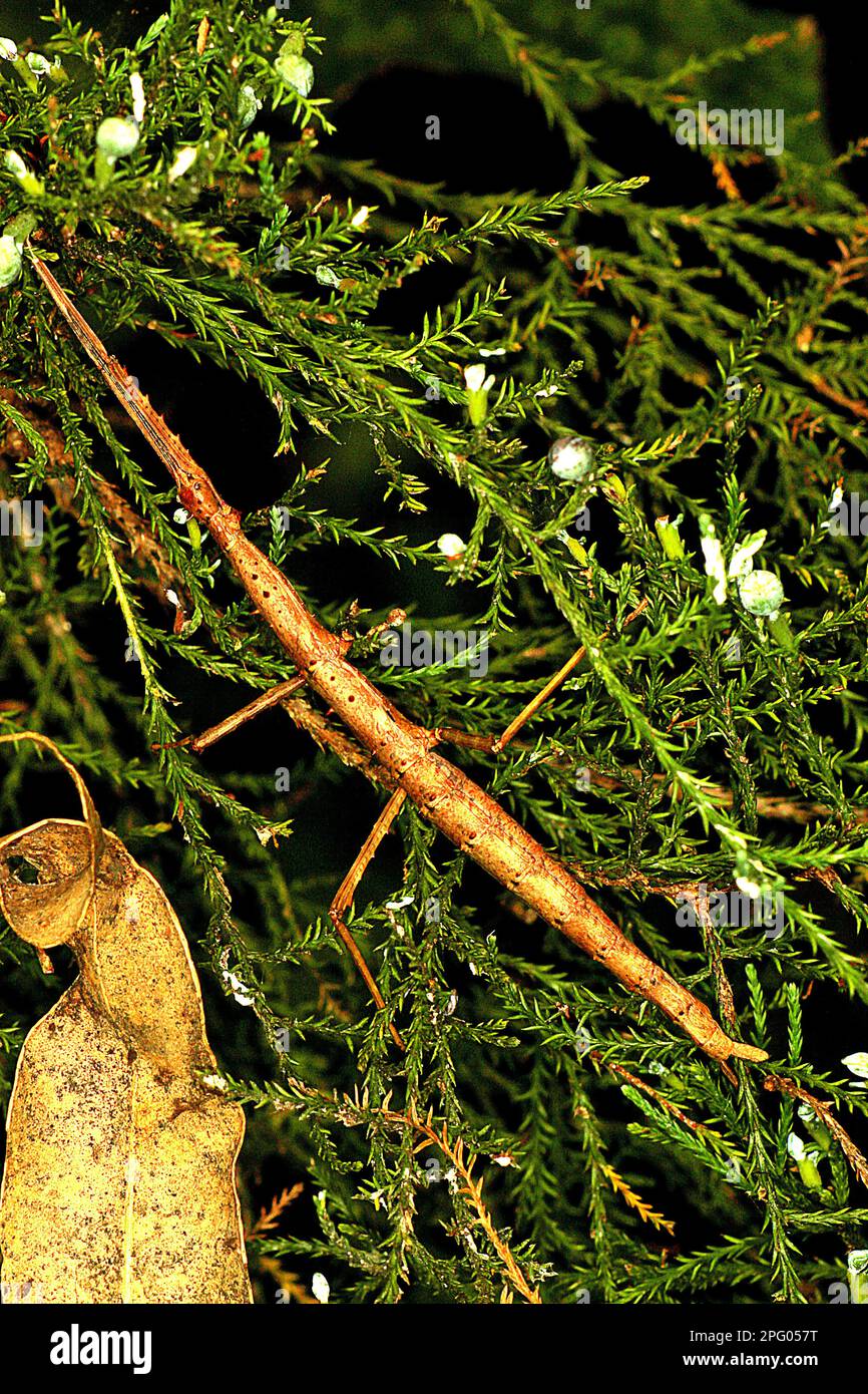 Acanthoxyla prasina hi-res stock photography and images - Alamy