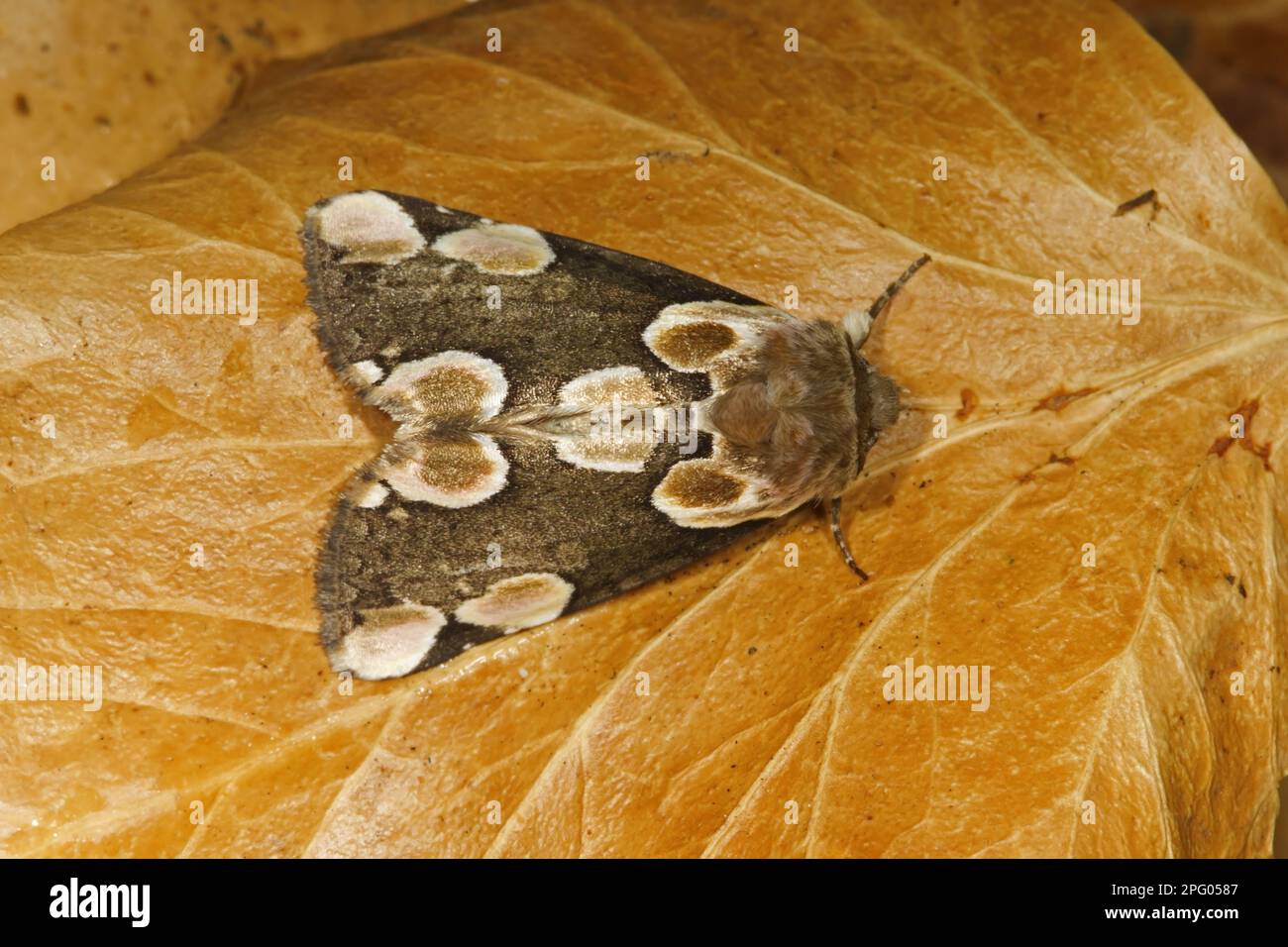 Peach moth hi-res stock photography and images - Alamy