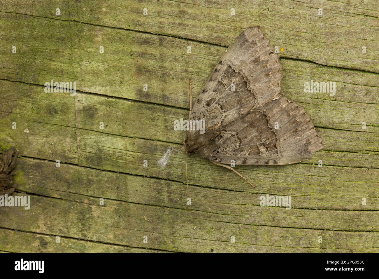 Old Lady (Mormo maura) Moth adult, Sheffield, South Yorkshire, England ...