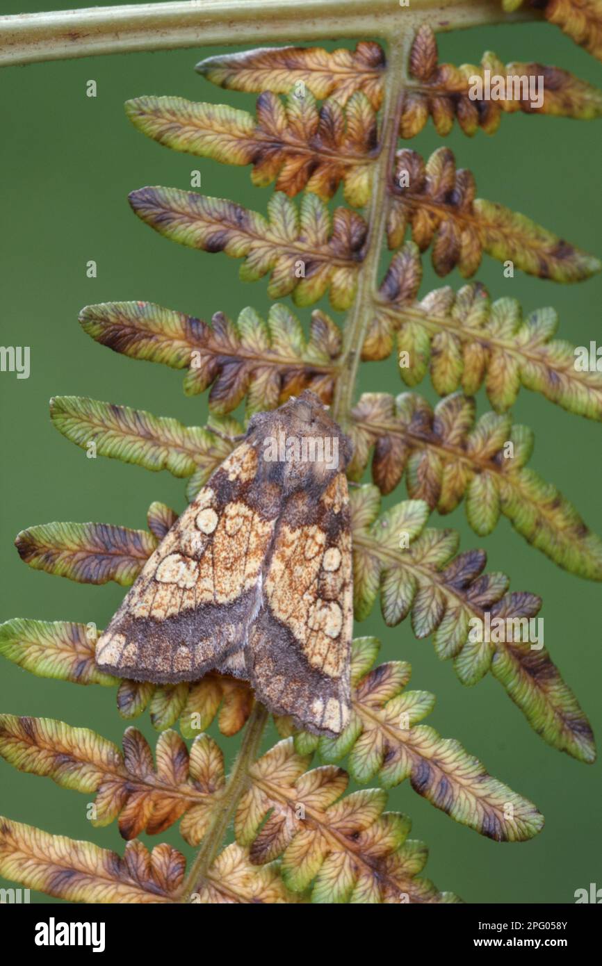 Gortyna ochracea, Xanthoecia flavago, frosted orange moth (Gortyna ...