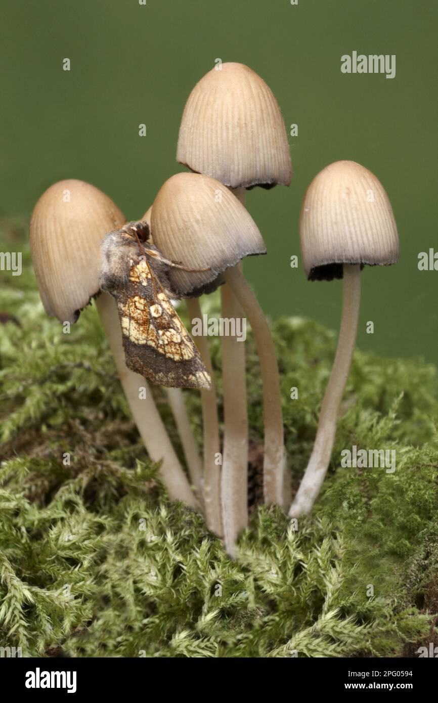 Gortyna ochracea, Xanthoecia flavago, frosted orange moth (Gortyna ...