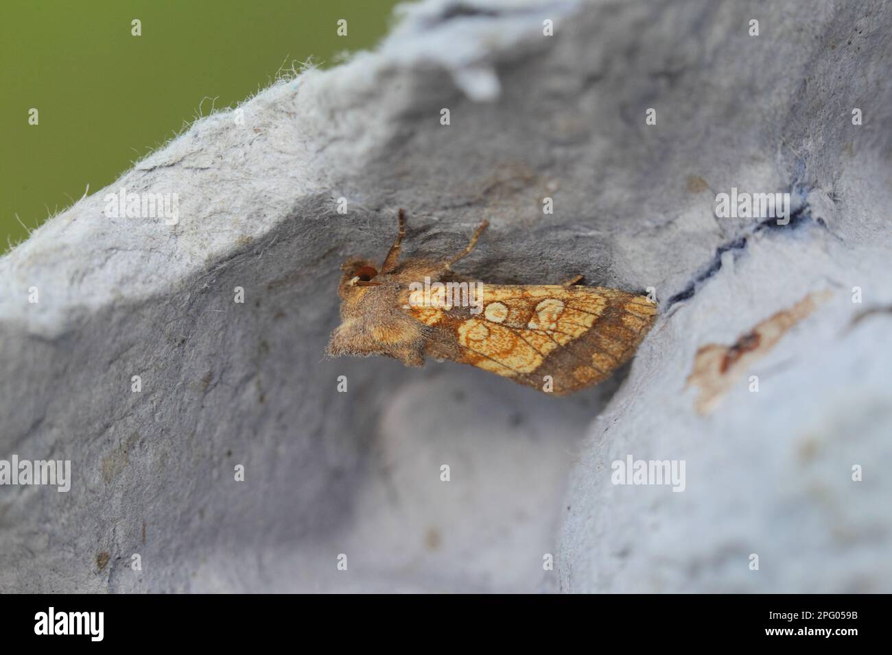 Gortyna ochracea, Xanthoecia flavago, frosted orange moth (Gortyna ...