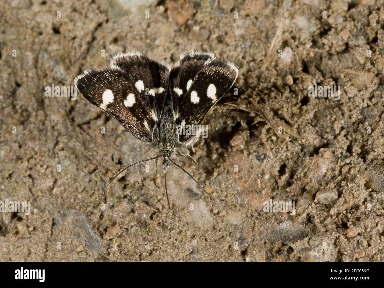 White-spotted Sable Moth (Anania funebris) adult, drinking minerals ...
