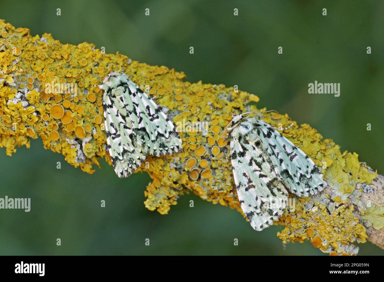 Scarce merveille du jour (Moma alpium), Orioneule, Seladon owl ...