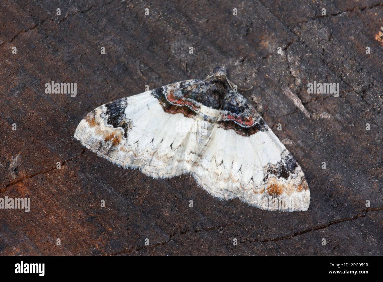 Butterflies of southern italy hi-res stock photography and images - Alamy