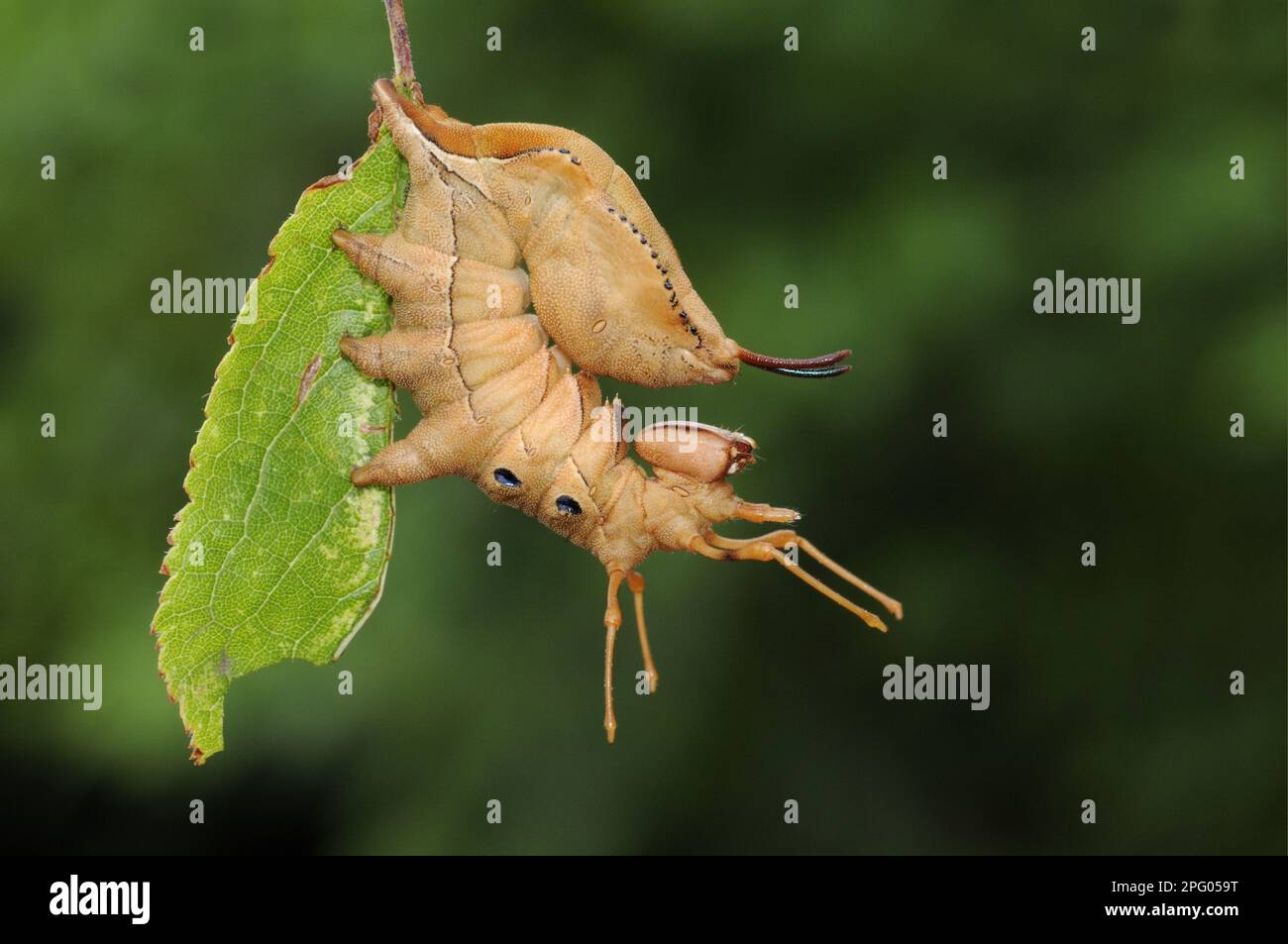 Lobster Moth (Stauropus fagi) fully grown larva, in defence posture on ...