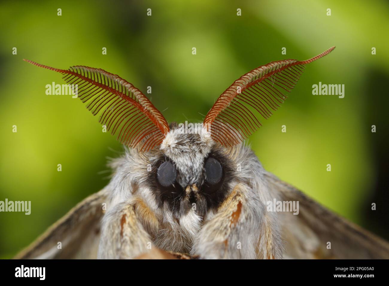 Lobster moth (Stauropus fagi), Insects, Moths, Butterflies, Animals ...