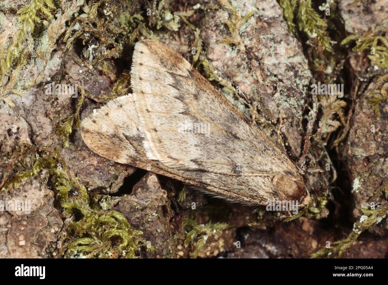 March moth (Alsophila aescularia), Insects, Moths, Butterflies, Animals ...