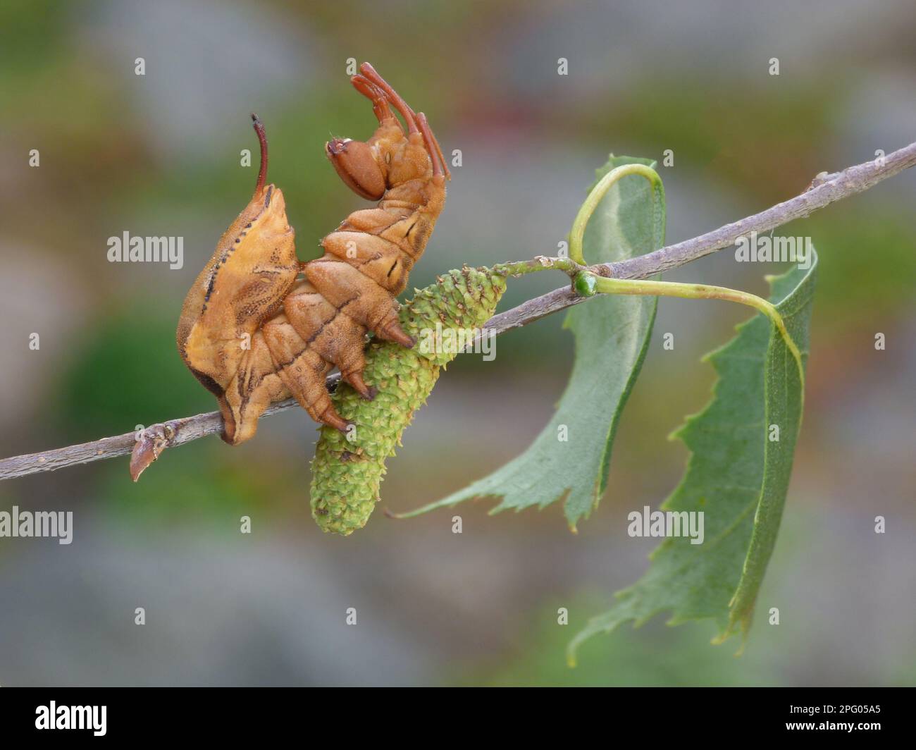 Lobster moth (Stauropus fagi) adult larva, in defensive posture, on ...