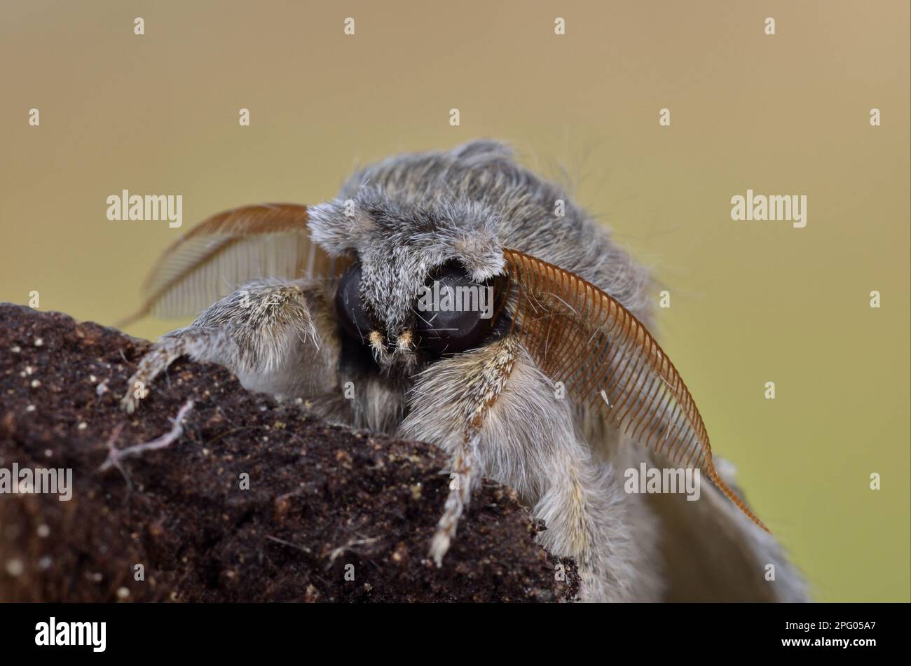 Adult moth up close hi-res stock photography and images - Alamy