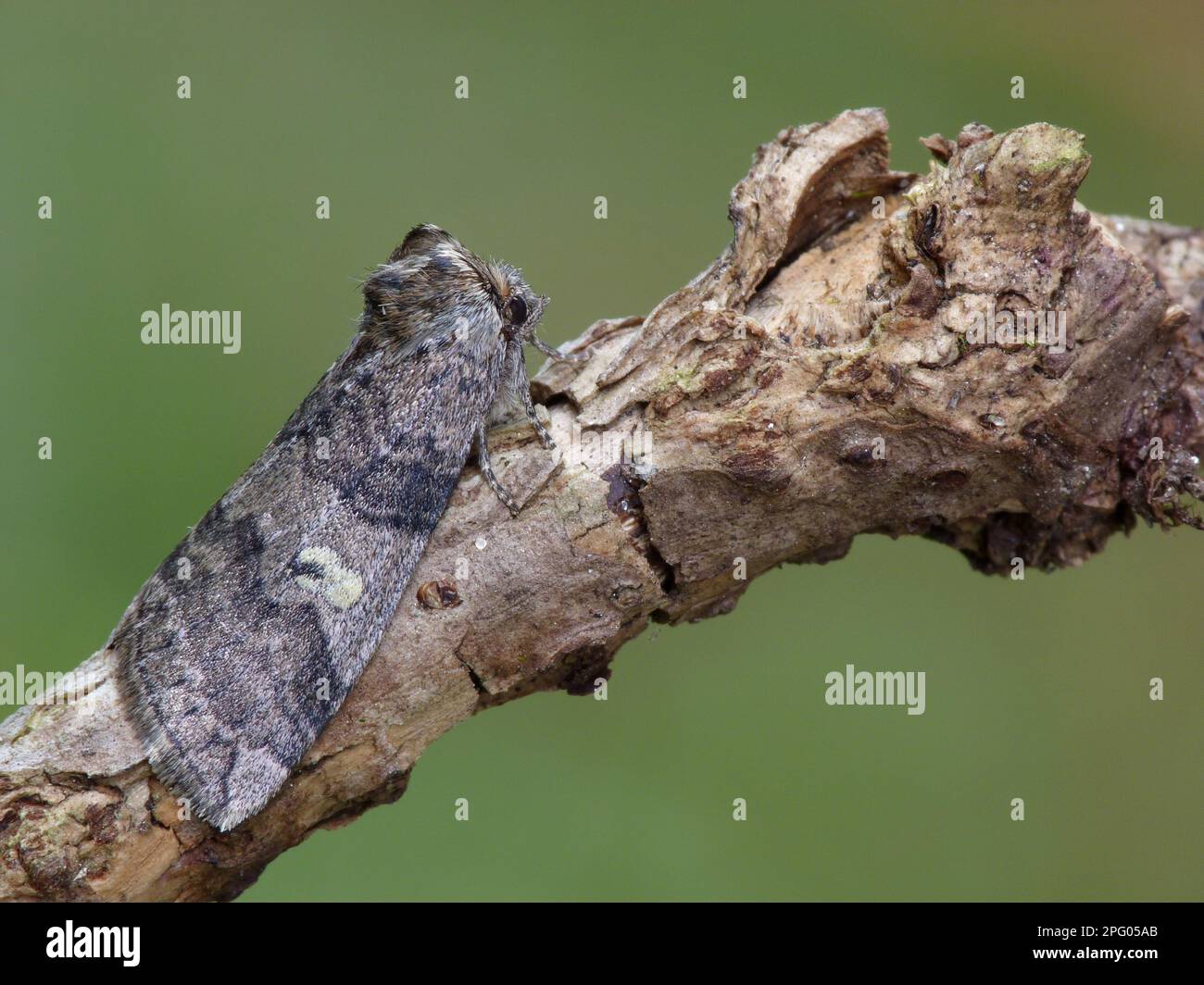 Butterflies of southern italy hi-res stock photography and images - Alamy