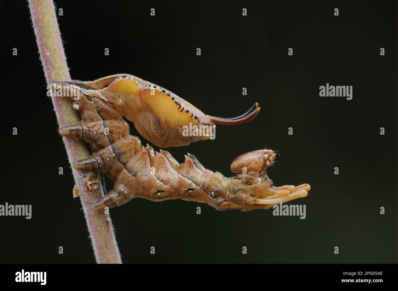 Lobster moth stauropus fagi caterpillar hi-res stock photography and ...