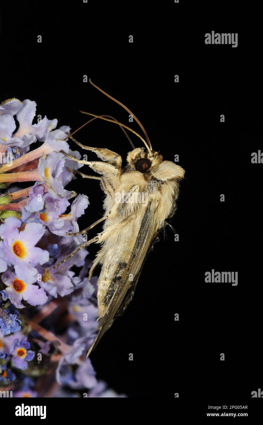 Mullein Moth (Cucullia verbasci) adult, feeding on Buddleia (Buddleja ...