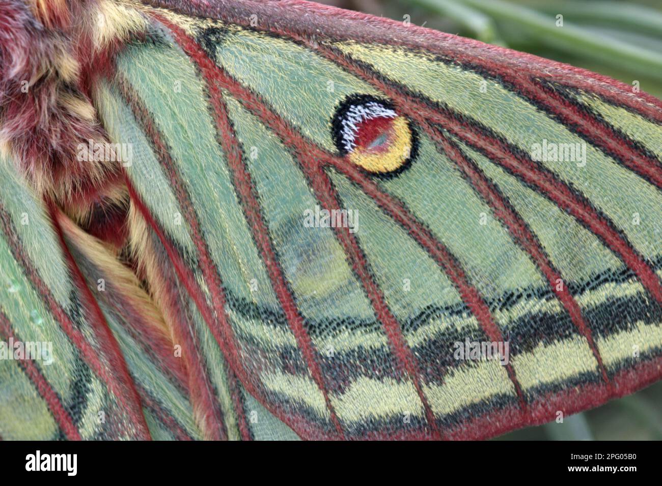 Spanish moon moth hi-res stock photography and images - Alamy