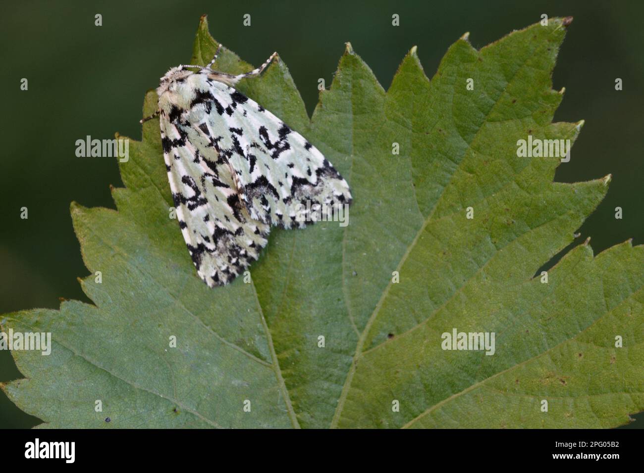 Scarce merveille du jour (Moma alpium), Orioneule, Seladoneule ...