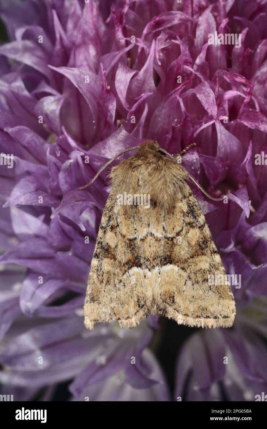 Adult mid-ranking small (Oligia fasciuncula) feeding on chive (Allium ...