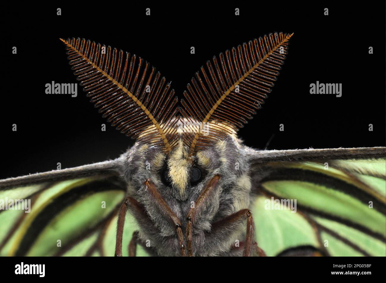Spanish moon moth hi-res stock photography and images - Alamy