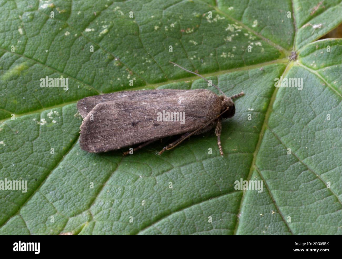 Amphipyra tragopogonis, Three-spotted owl, Three-spotted owl, Long ...