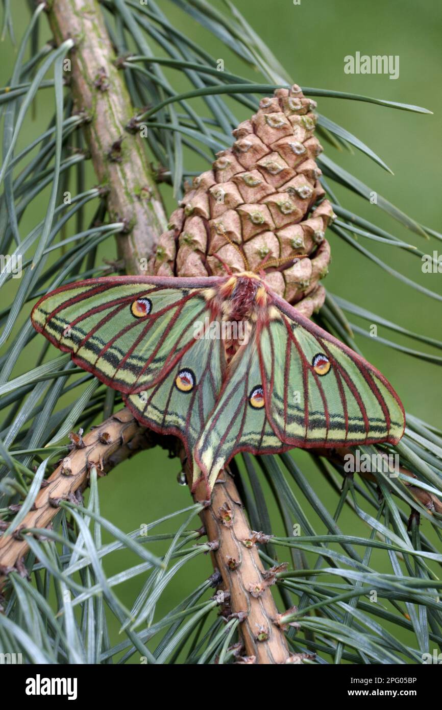 Spanish moon moth hi-res stock photography and images - Alamy