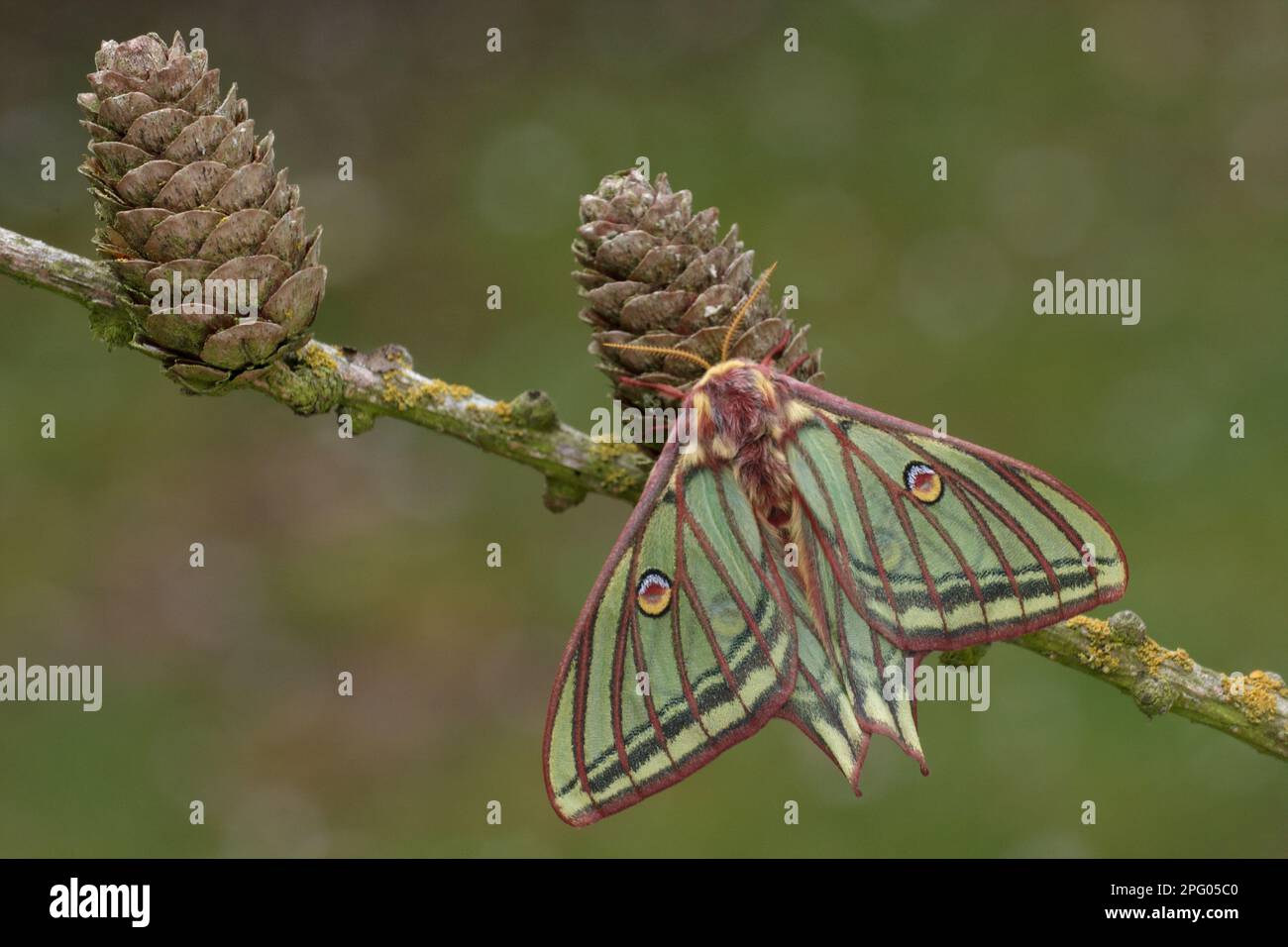 Graellsia isabellina, spanish moon moth (Graellsia isabellae), Peacock ...
