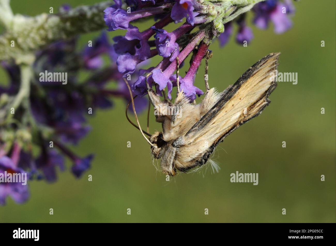 Mullein Moth (Cucullia verbasci) adult, feeding on Buddleia (Buddleja ...