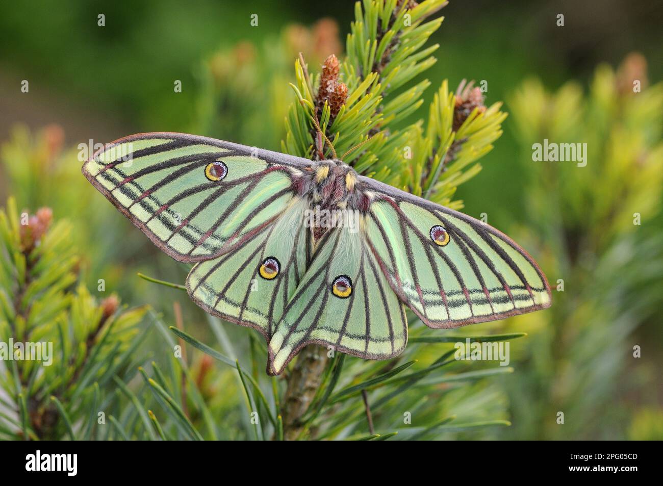Spanish moon moth hi-res stock photography and images - Alamy