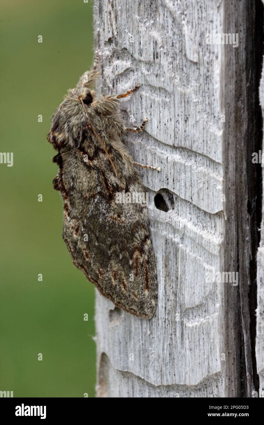 Large Prominent Moth (Peridea anceps), adult female, resting on ...