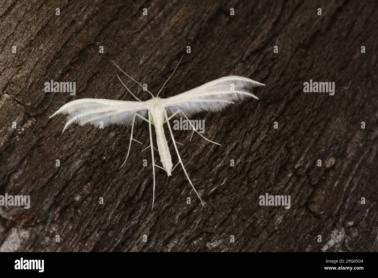White Plume Moth (Pterophorus pentadactyla) adult, resting on bark ...