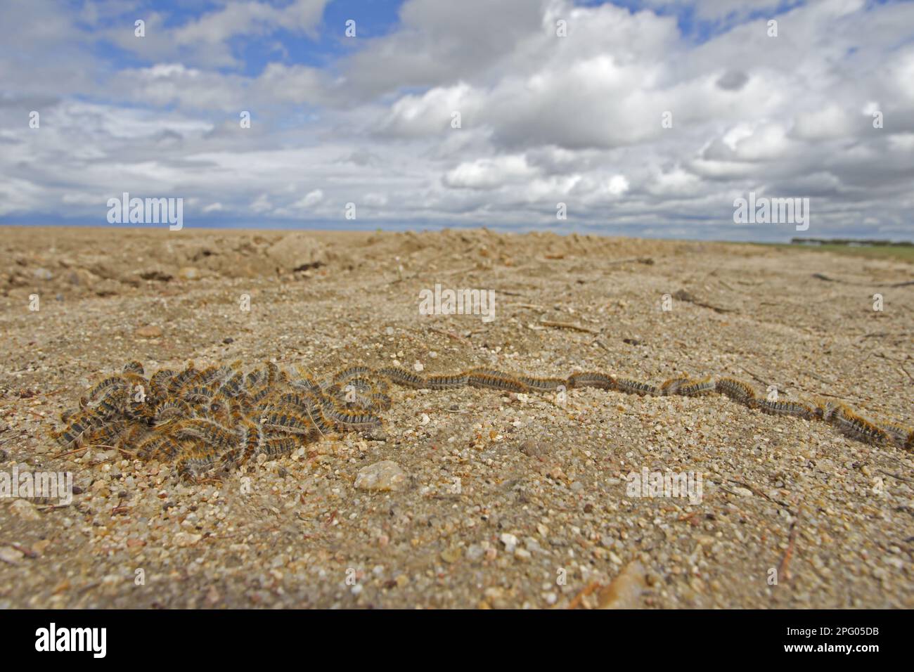Pine processionary caterpillar hi-res stock photography and images - Alamy