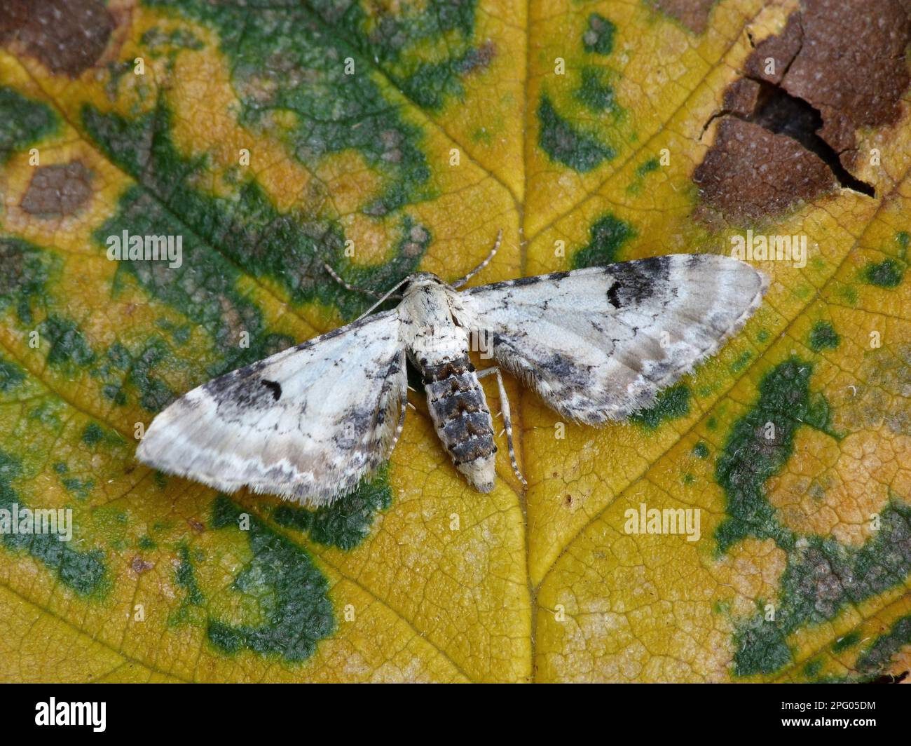 Lime-speck pug (Eupithecia centaureata), Insects, Moths, Butterflies ...