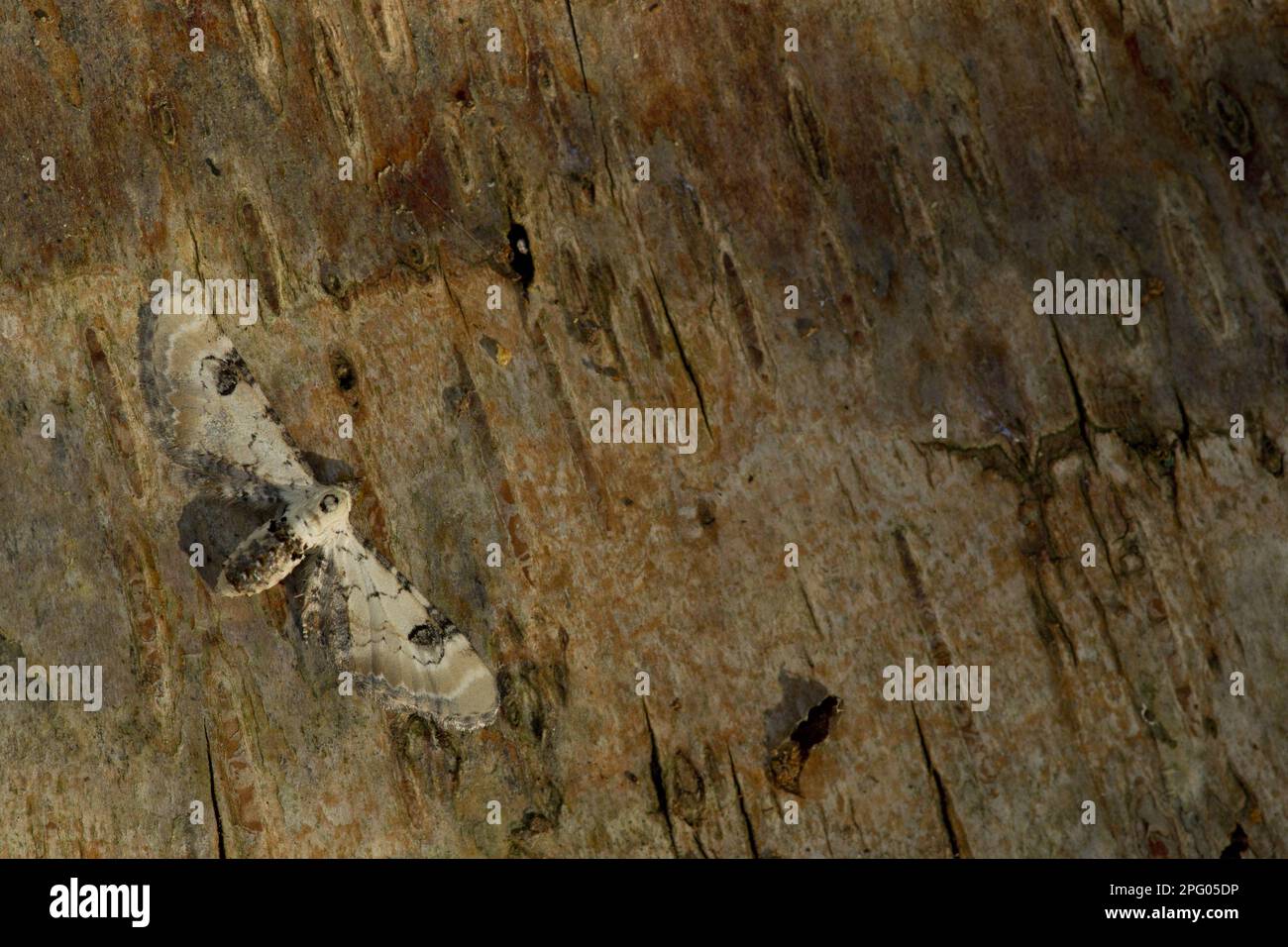 Lime tree bark hi-res stock photography and images - Alamy