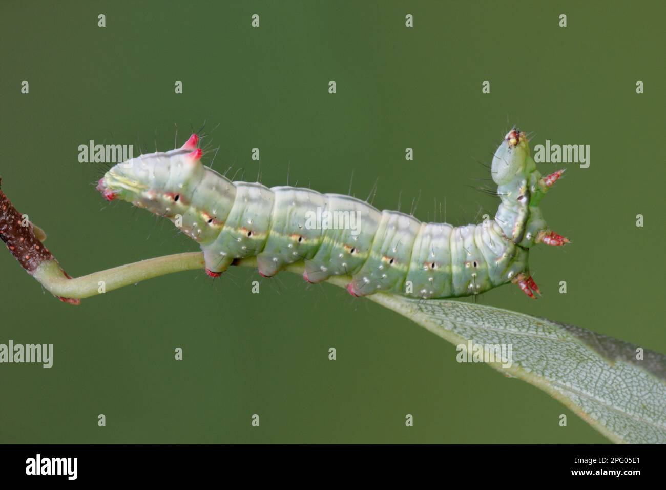 Coxcomb Prominent (Ptilodon capucina) coxcomb prominent, feeding on the ...