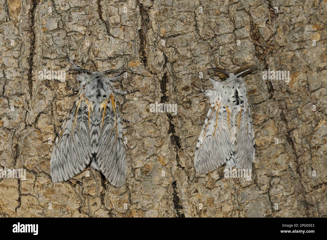 Puss moth (Cerura vinula), Large Fork-tail, Large Fork-tails, Tooth ...