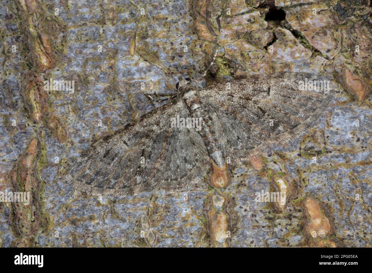 Oak tree pug hi-res stock photography and images - Alamy