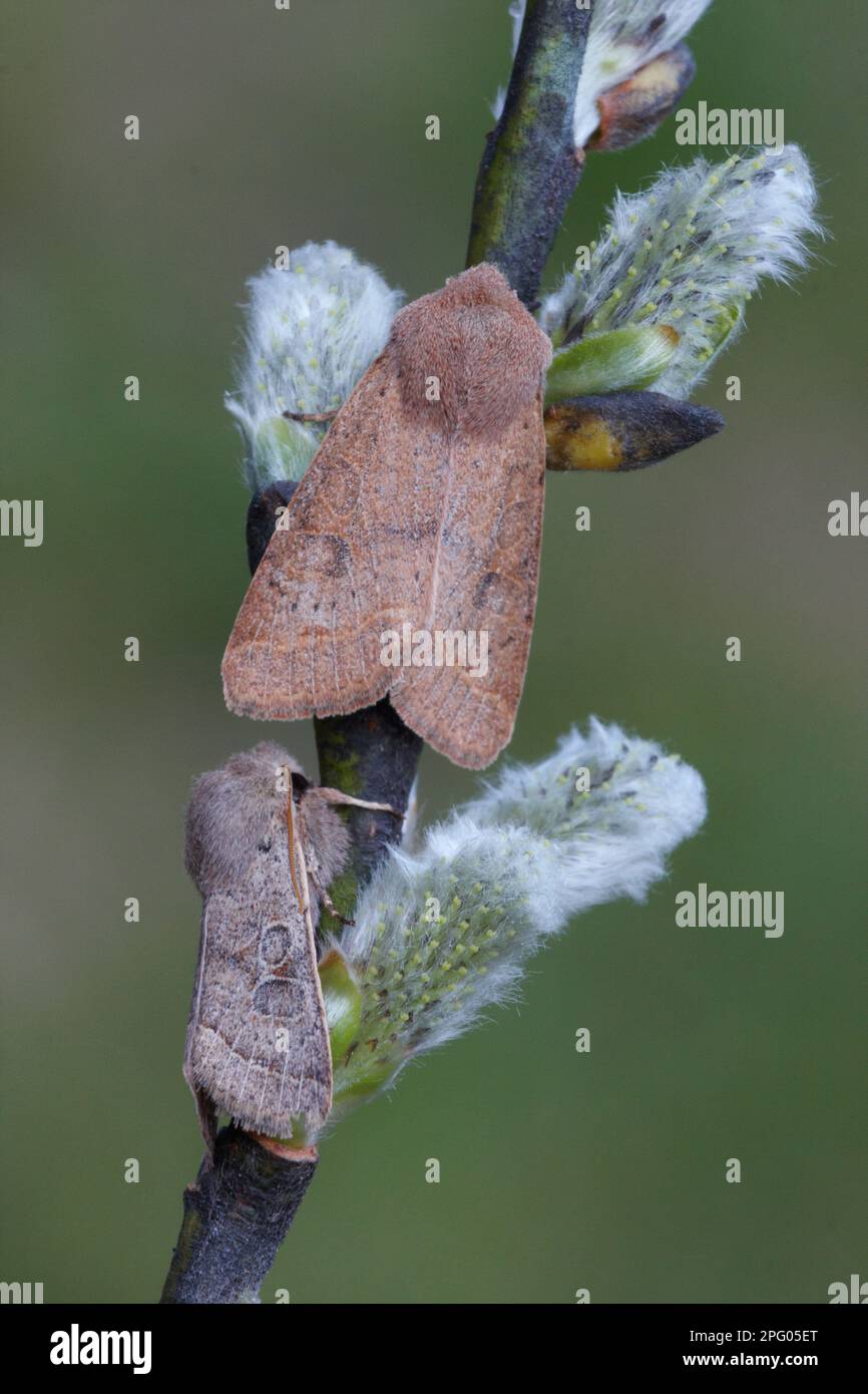 Common Quaker (Orthosia cerasi) and Lesser small quaker (Orthosia cruda ...